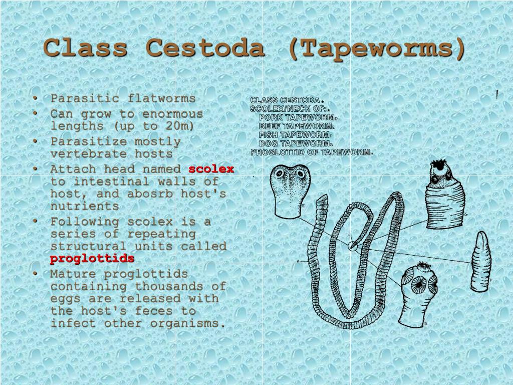 PPT - Phylum Platyhelmenthes Planarians, Flukes, & Tapeworms PowerPoint ...