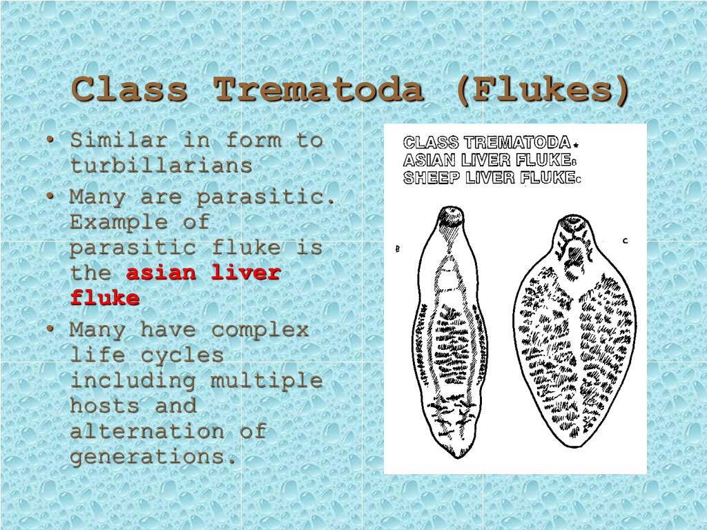 PPT - Phylum Platyhelmenthes Planarians, Flukes, & Tapeworms PowerPoint ...