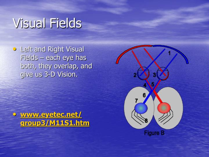 PPT - Sensation & Perception PowerPoint Presentation - ID:545032