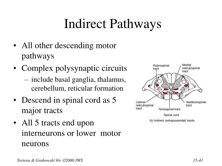 PPT - Chapter 15 Sensory, Motor & Integrative Systems PowerPoint ...
