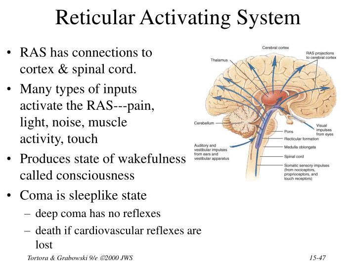 PPT - Chapter 15 Sensory, Motor & Integrative Systems PowerPoint ...