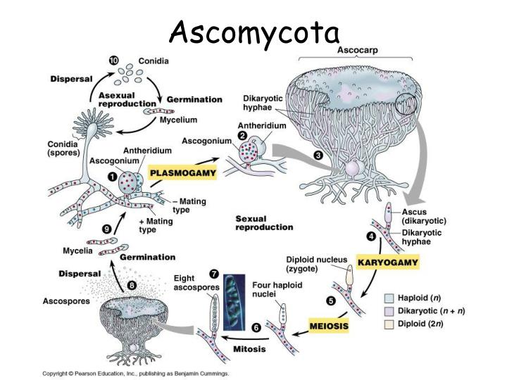 PPT - Kingdom Fungi PowerPoint Presentation - ID:546994