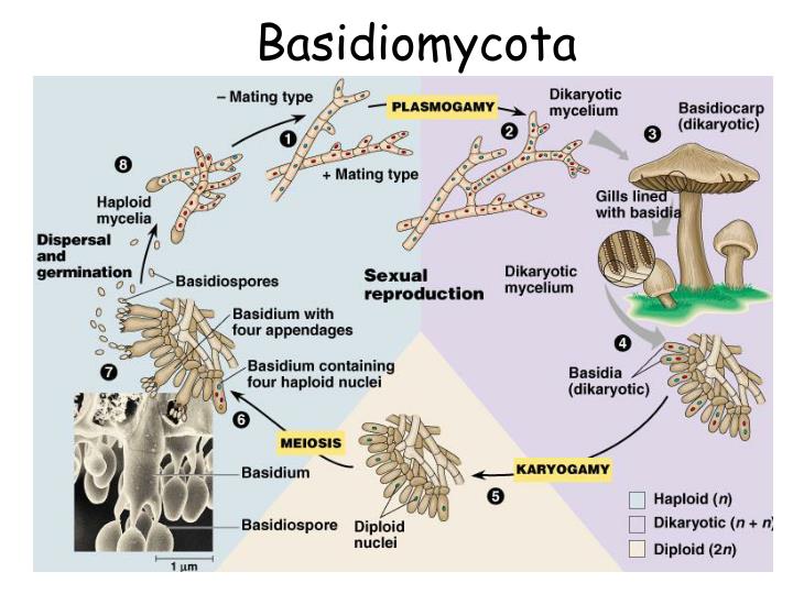 PPT - Kingdom Fungi PowerPoint Presentation - ID:546994