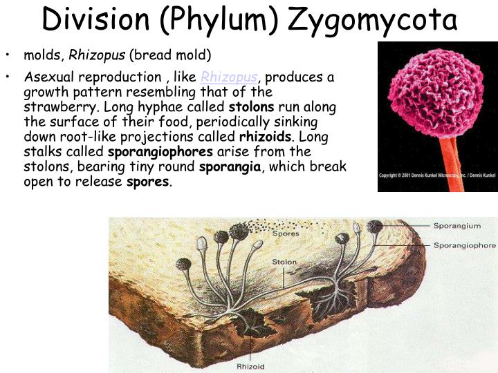 Zygomycota Labeled Diagram Arocreative