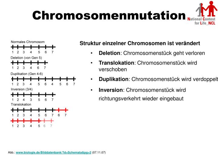 PPT - Biologie up-to-date NCL im Unterricht PowerPoint Presentation ...