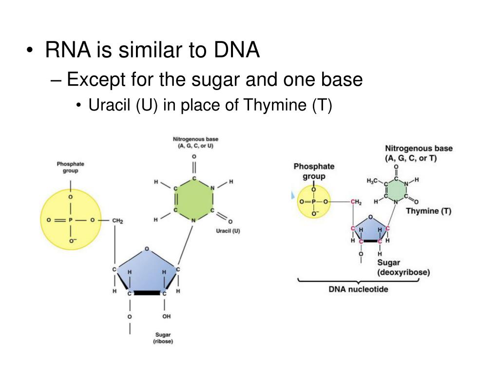 PPT - Molecular Biology - expanding on macromolecules, DNA, RNA ...