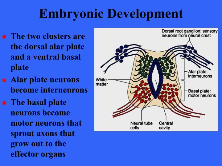 PPT - Spinal Cord PowerPoint Presentation - ID:548263