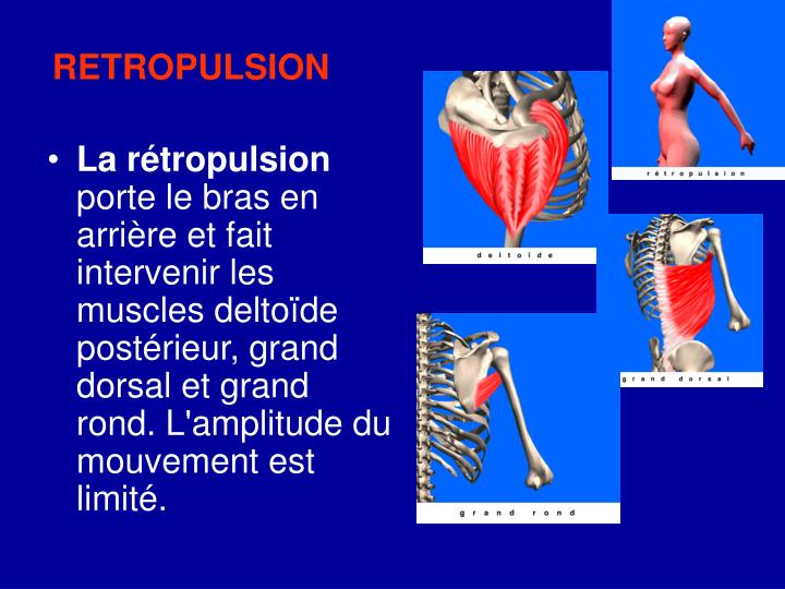 PPT - Les mouvements de l’épaule PowerPoint Presentation - ID:548669