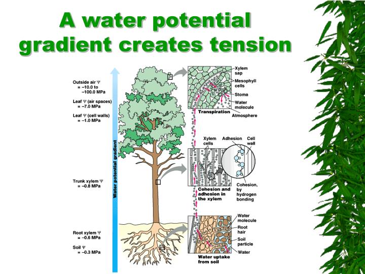 PPT - Chapter 10 – Transport in Plants PowerPoint Presentation - ID:548993