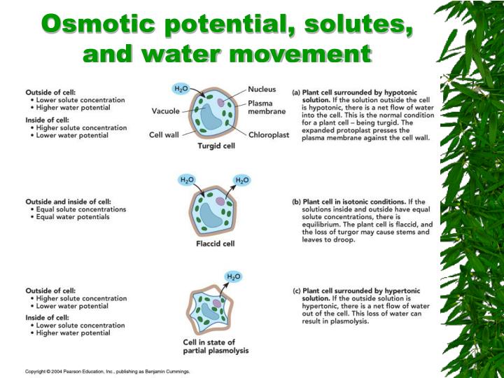 PPT - Chapter 10 – Transport in Plants PowerPoint Presentation - ID:548993