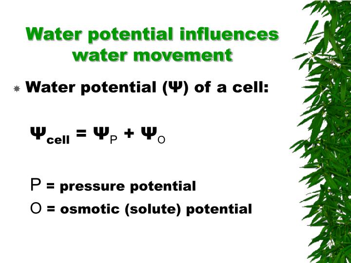PPT - Chapter 10 – Transport in Plants PowerPoint Presentation - ID:548993