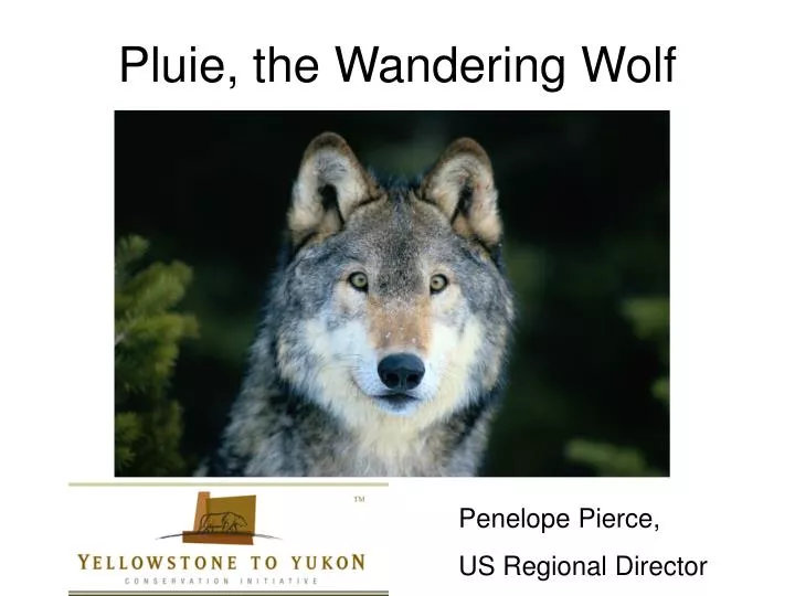 PPT - Pluie, the Wandering Wolf PowerPoint Presentation, free download ...