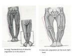 PPT - Genu valgus & Genu Varus PowerPoint Presentation - ID:550435