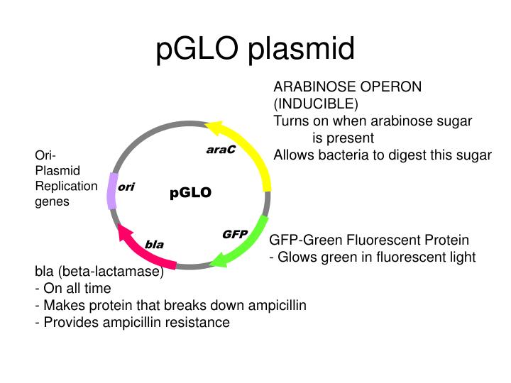 PPT - pGLO Transformation LAB AP LAB 6 PowerPoint Presentation - ID:550588