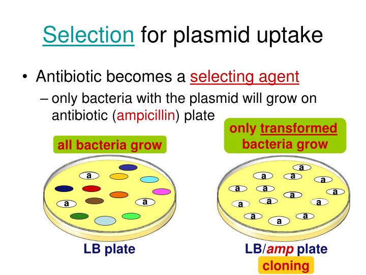 PPT - pGLO Transformation LAB AP LAB 6 PowerPoint Presentation - ID:550588