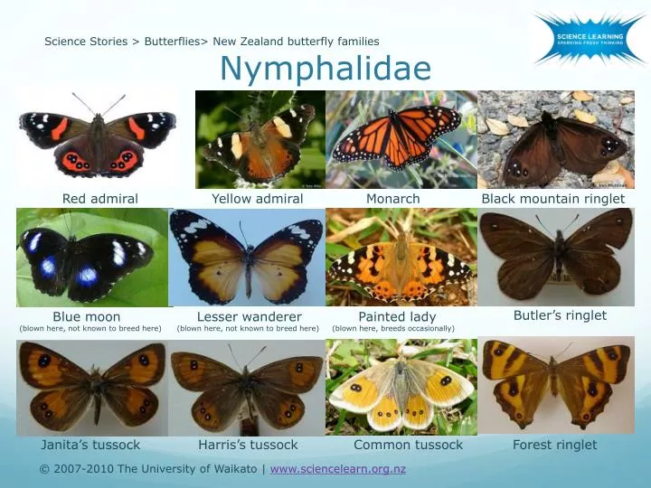 PPT - Nymphalidae PowerPoint Presentation, free download - ID:551135