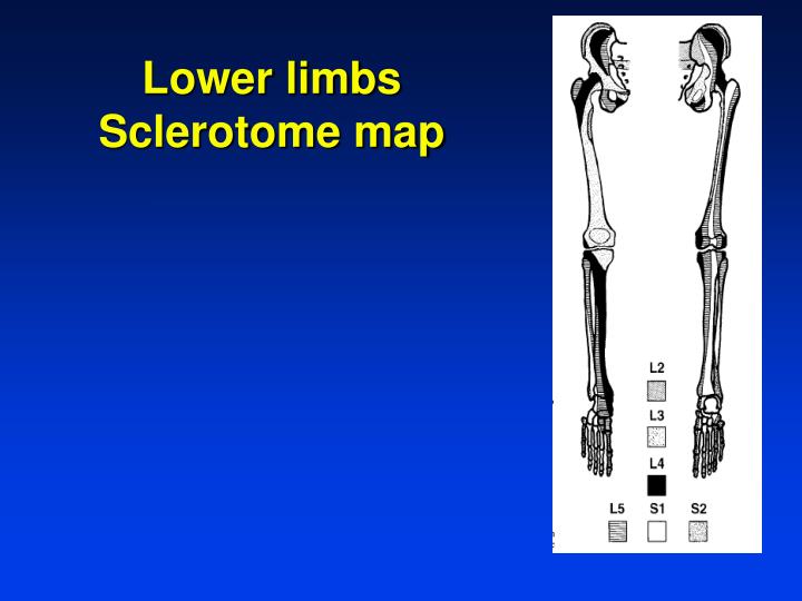PPT - Spine Examination PowerPoint Presentation - ID:553475