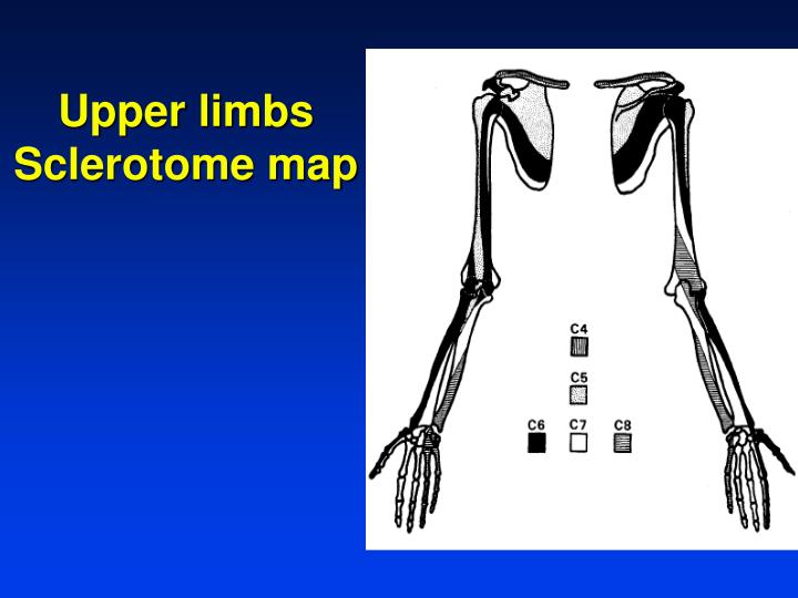 PPT - Spine Examination PowerPoint Presentation - ID:553475
