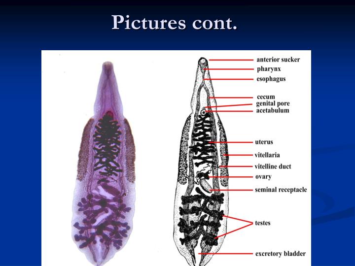 PPT - Clonorchis sinensis PowerPoint Presentation - ID:554202