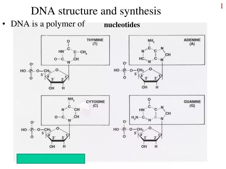 PPT - DNA structure and synthesis PowerPoint Presentation, free ...