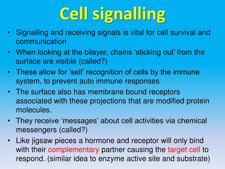 PPT - Transport across membranes PowerPoint Presentation - ID:556657