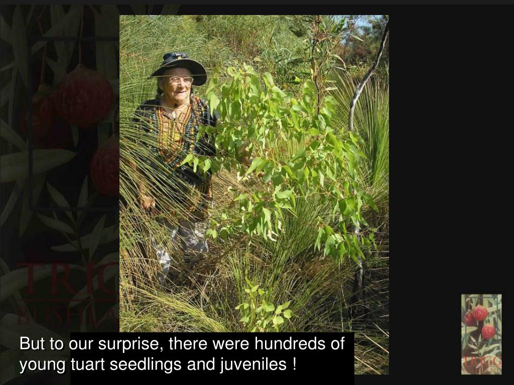 PPT - Tuart Project Preliminary Report Trigg Bushland September 2009 ...