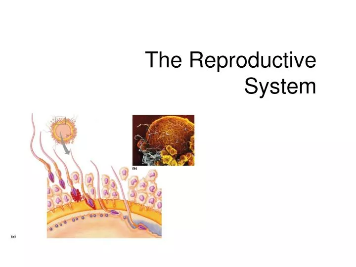 PPT - The Reproductive System PowerPoint Presentation, free download ...