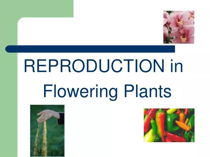 PPT - REPRODUCTION in Flowering Plants PowerPoint Presentation, free ...