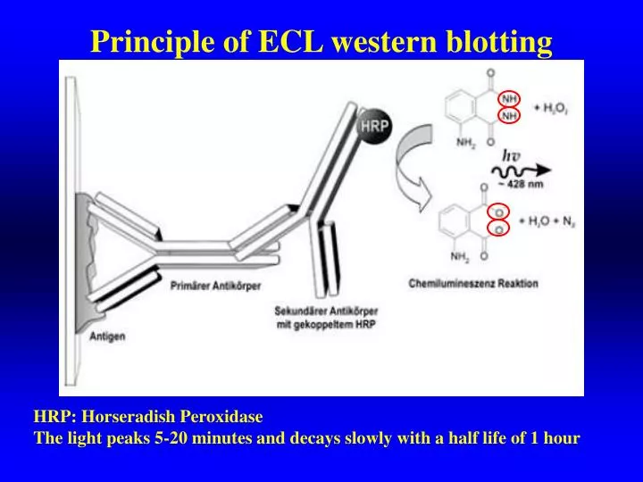 PPT - Principle of ECL western blotting PowerPoint Presentation - ID:560280 PPT - Principle of ECL western blotting PowerPoint Presentation - ID:560280