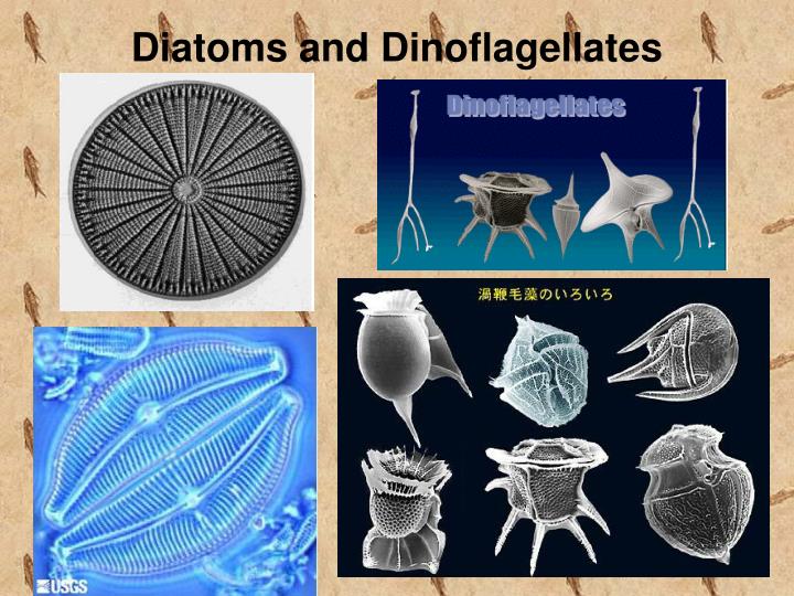 Unicellular Algae Vs Multicellular Algae