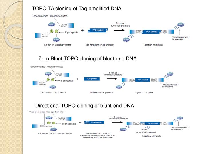 PPT - TOPO CLONING PowerPoint Presentation - ID:562748