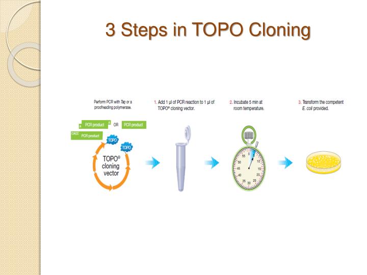 PPT - TOPO CLONING PowerPoint Presentation - ID:562748