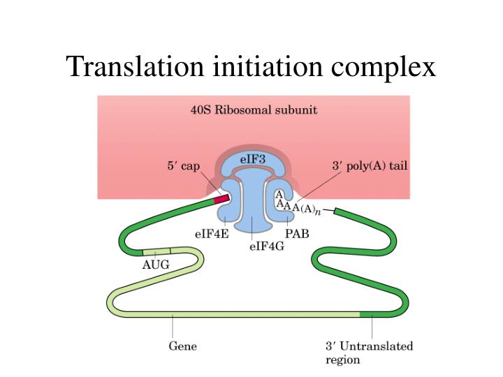 PPT - Stability of mRNA PowerPoint Presentation - ID:564030