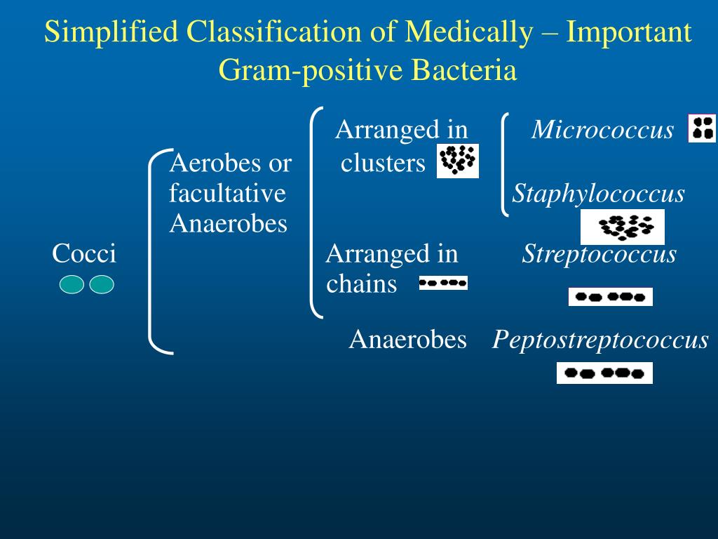 PPT - Medical Microbiology (Biology of Small Organisms) PowerPoint ...
