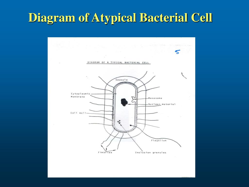 PPT - Medical Microbiology (Biology of Small Organisms) PowerPoint ...