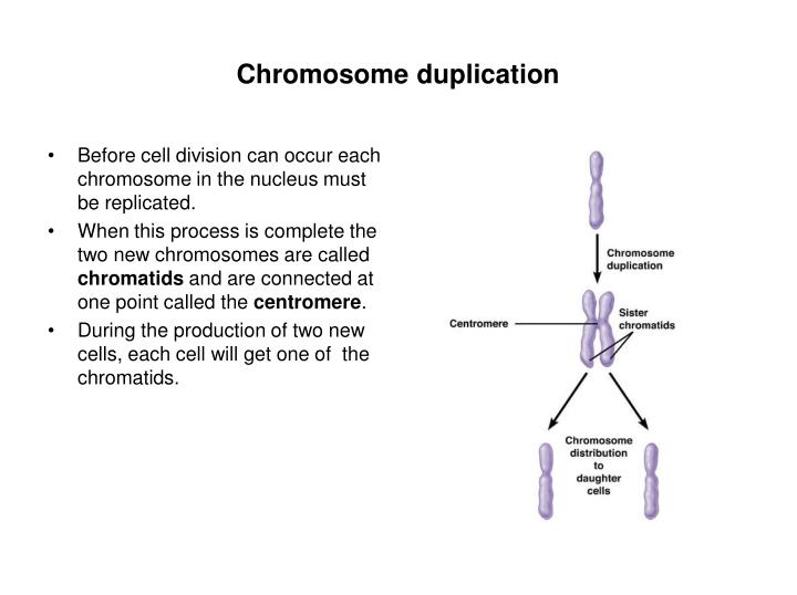 PPT - Cell Division and Reproduction PowerPoint Presentation - ID:564775