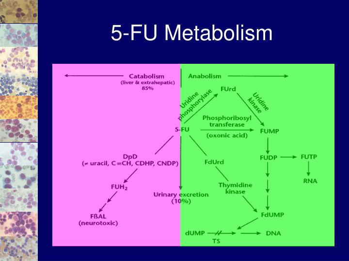 PPT - Introduction to Conventional Chemotherapy PowerPoint Presentation ...