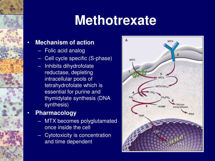 PPT - Introduction to Conventional Chemotherapy PowerPoint Presentation ...