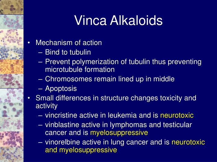 PPT - Introduction to Conventional Chemotherapy PowerPoint Presentation ...