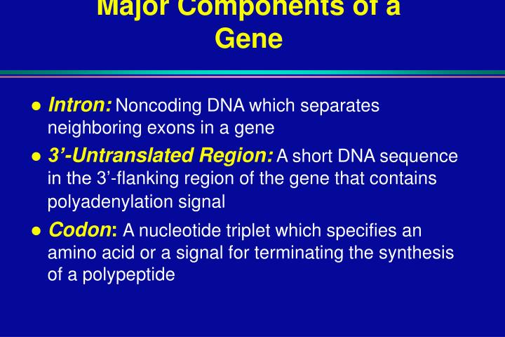 PPT - Major Components of a Gene PowerPoint Presentation - ID:565495