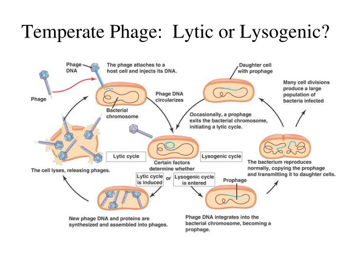 PPT - Viruses PowerPoint Presentation - ID:566863