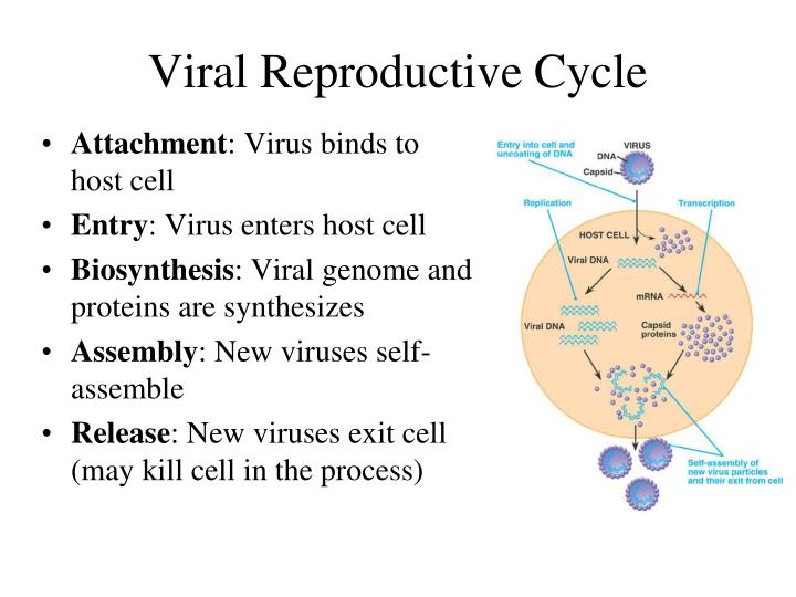 PPT - Viruses PowerPoint Presentation - ID:566863