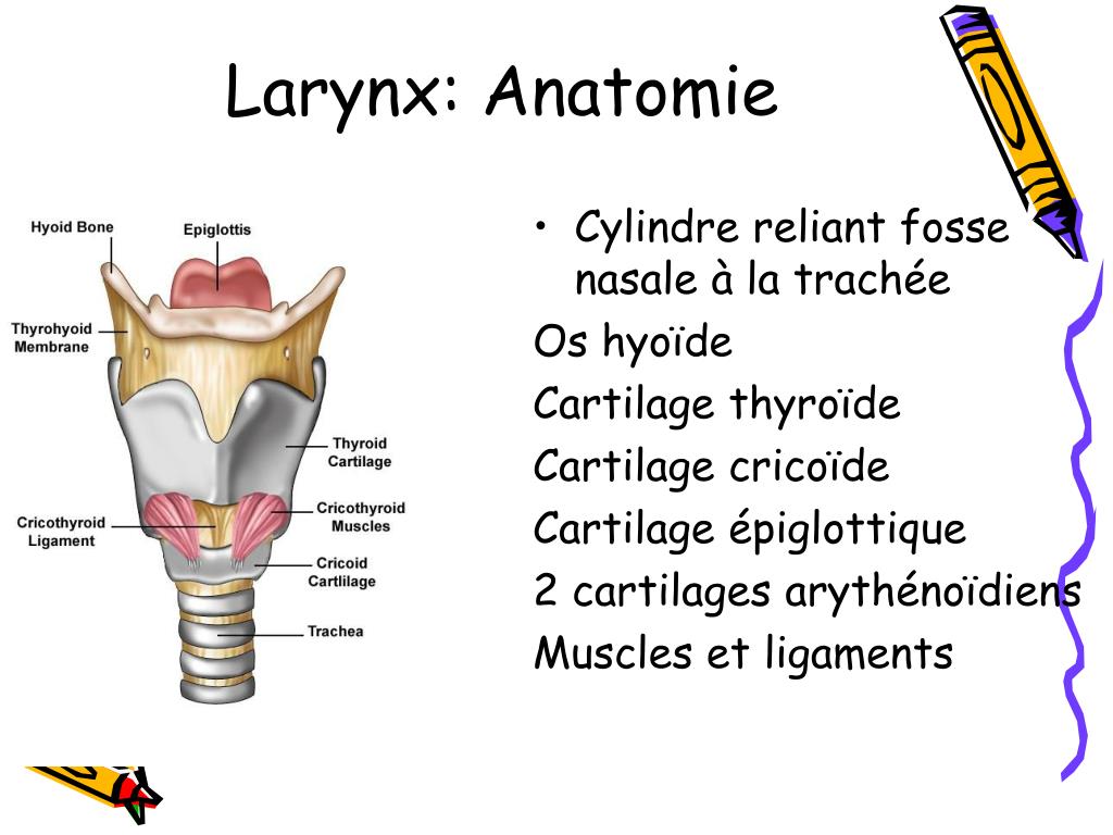 PPT - VADS Anatomie Physiologie Semiologie PowerPoint Presentation ...