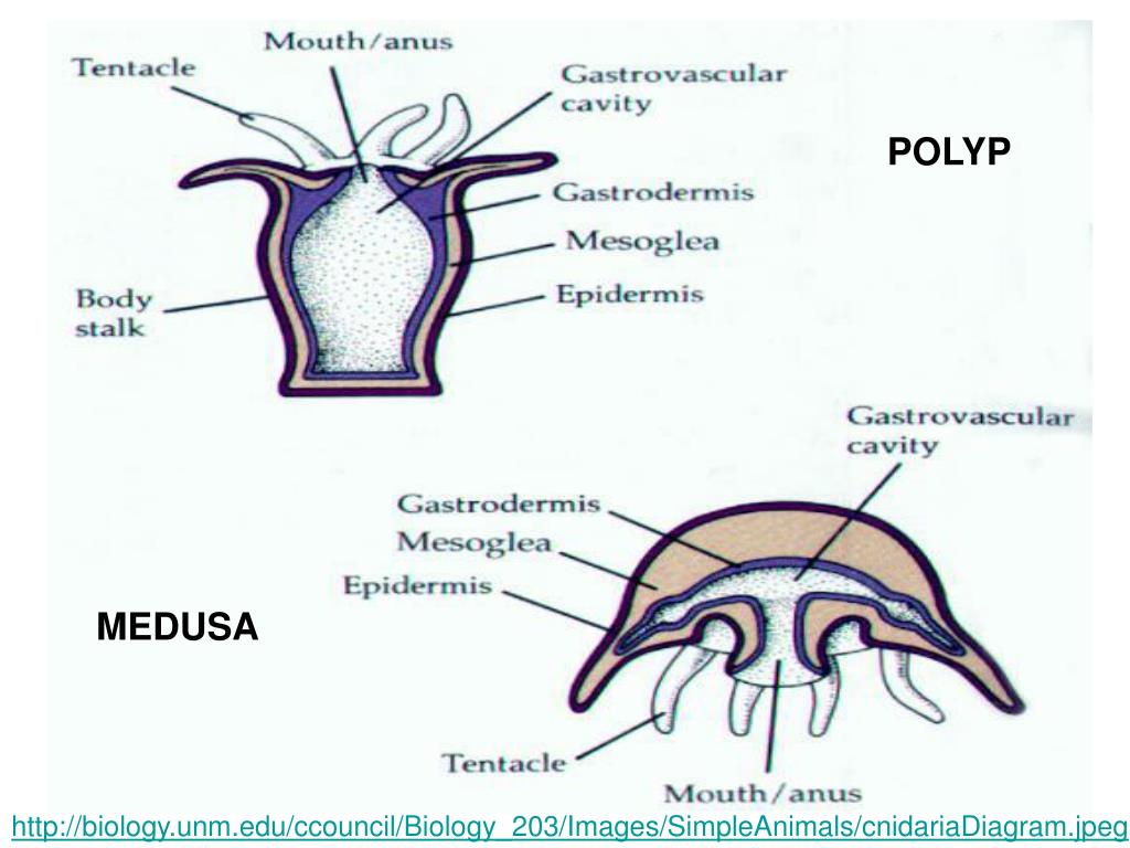 PPT - Chapter 33 PowerPoint Presentation, free download - ID:567658