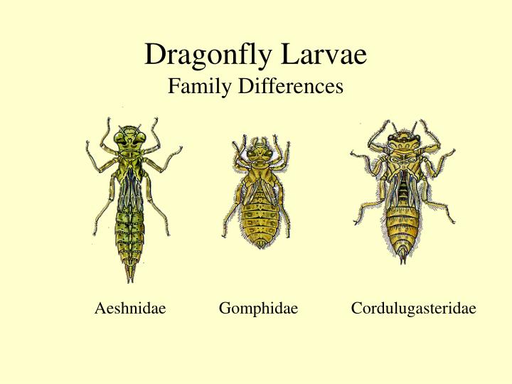 PPT - Phylum Arthropoda Class Insecta Order Odonata Dragonflies and ...