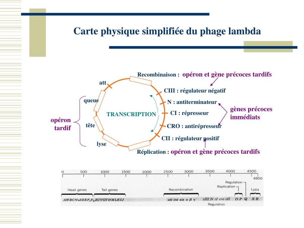 PPT - LES BACTERIOPHAGES : CYCLE LYTIQUE et LYSOGÉNIE PowerPoint ...