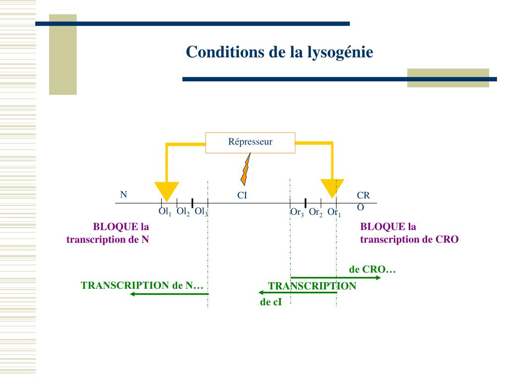 PPT - LES BACTERIOPHAGES : CYCLE LYTIQUE et LYSOGÉNIE PowerPoint ...