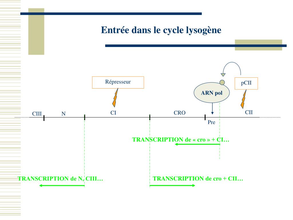 PPT - LES BACTERIOPHAGES : CYCLE LYTIQUE et LYSOGÉNIE PowerPoint ...