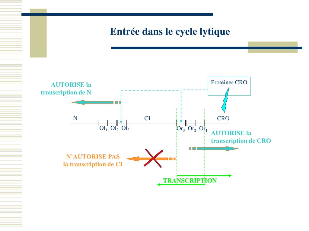 PPT - LES BACTERIOPHAGES : CYCLE LYTIQUE et LYSOGÉNIE PowerPoint ...