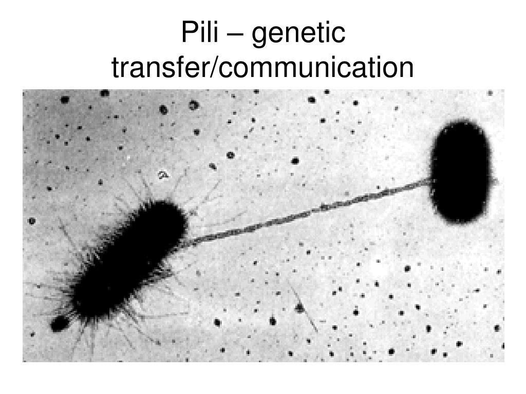Ppt Bacterial Virulence Factors Powerpoint Presentation Free Download Id570095